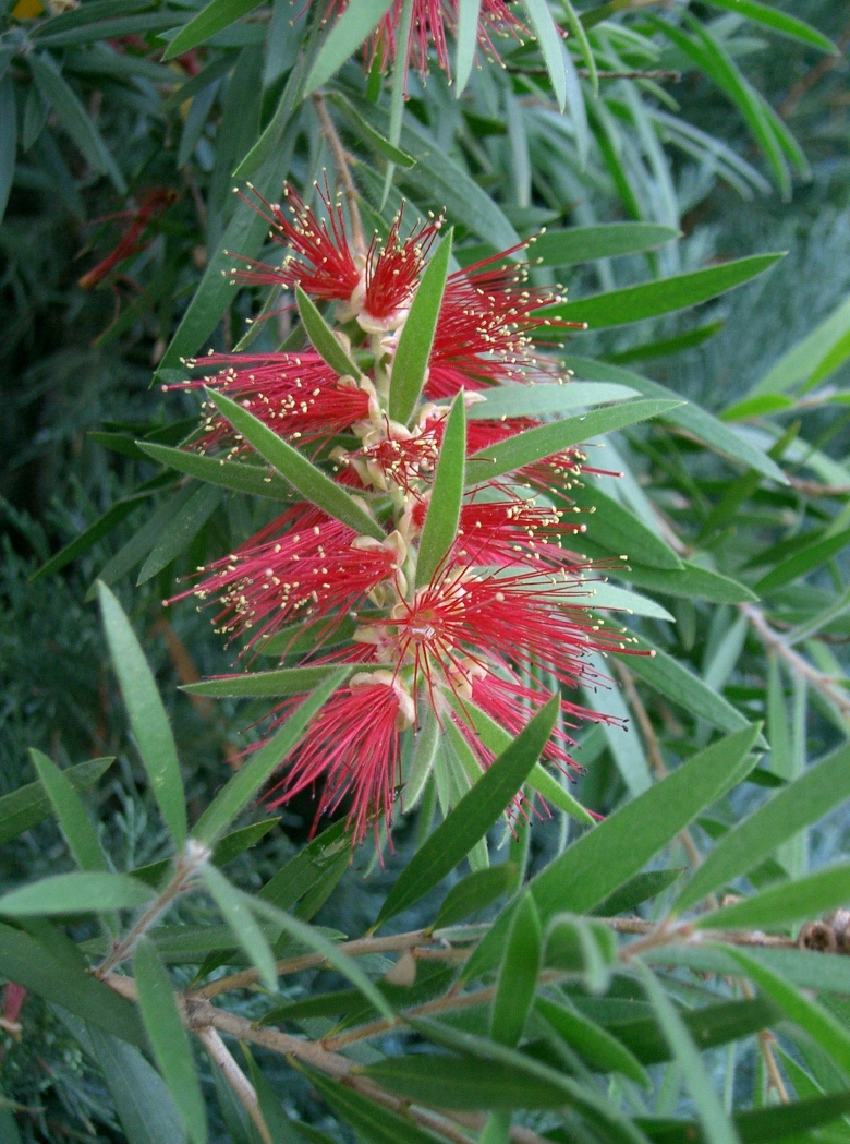 Arbornet Quality Advanced Trees