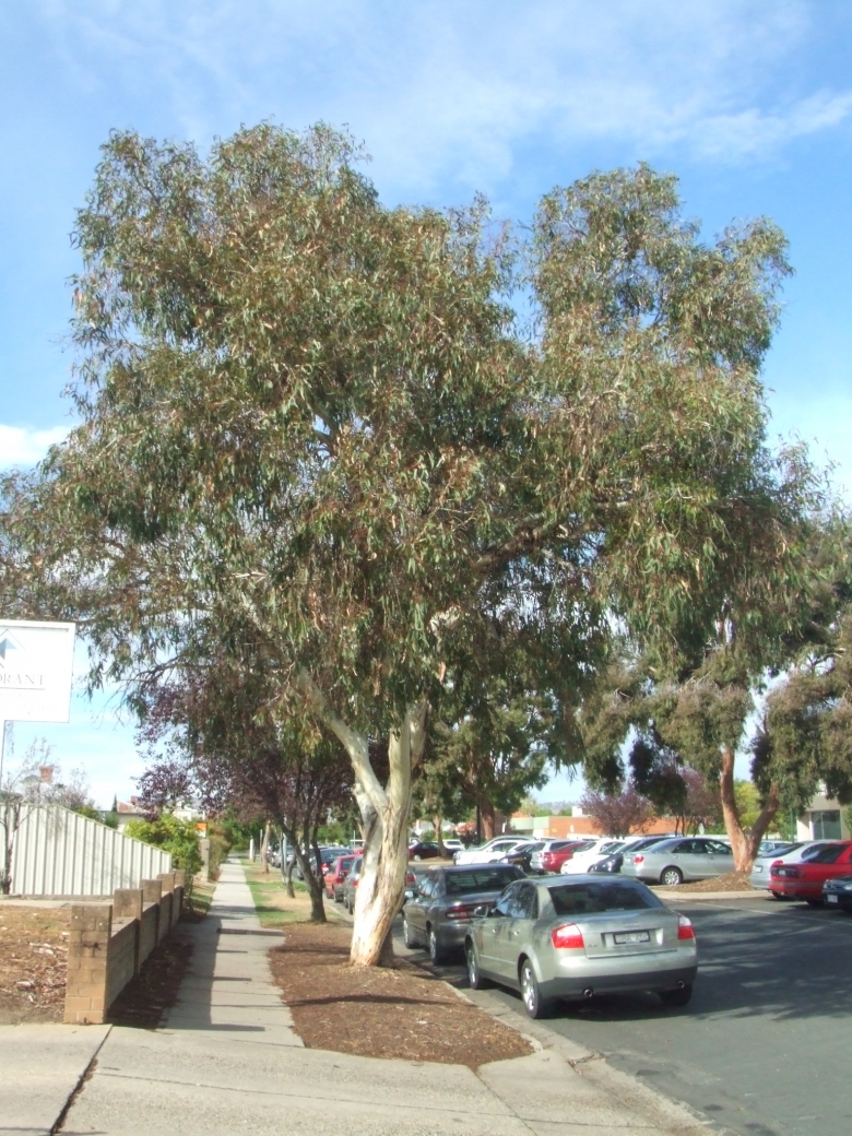 Arbornet Quality Advanced Trees