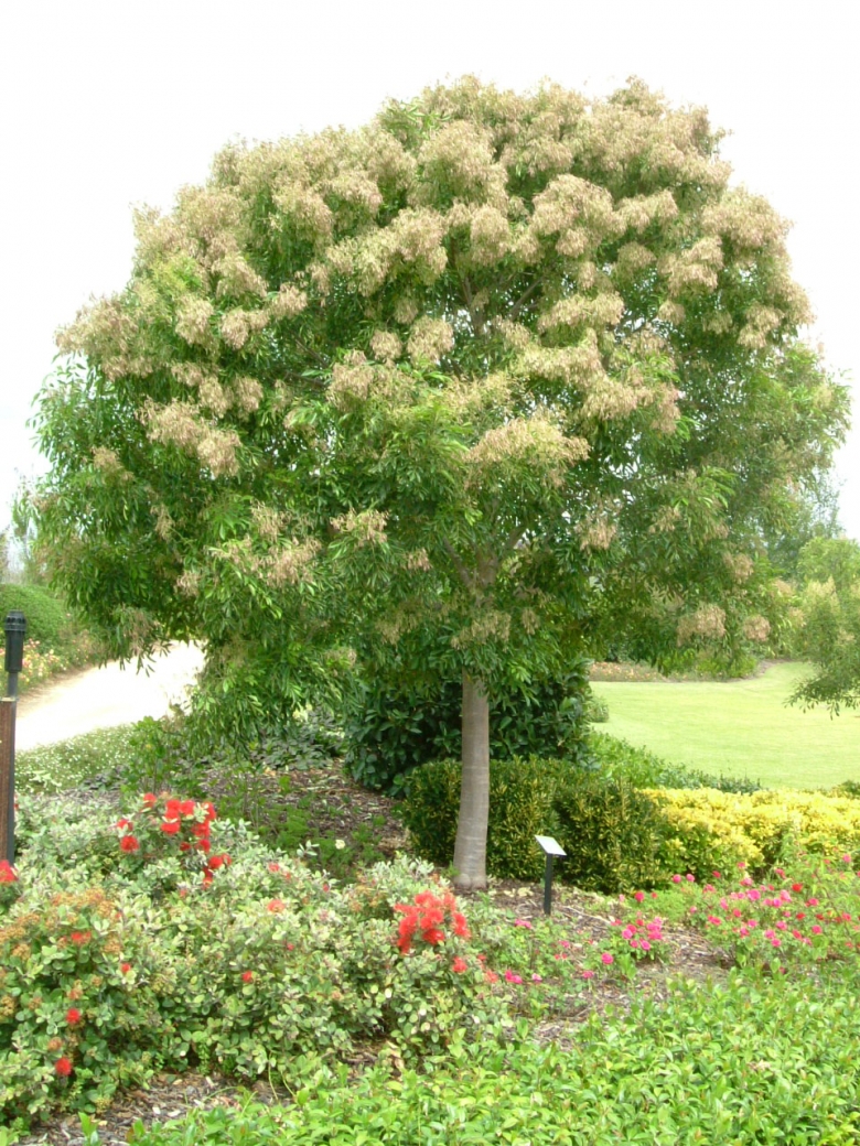 Arbornet Quality Advanced Trees