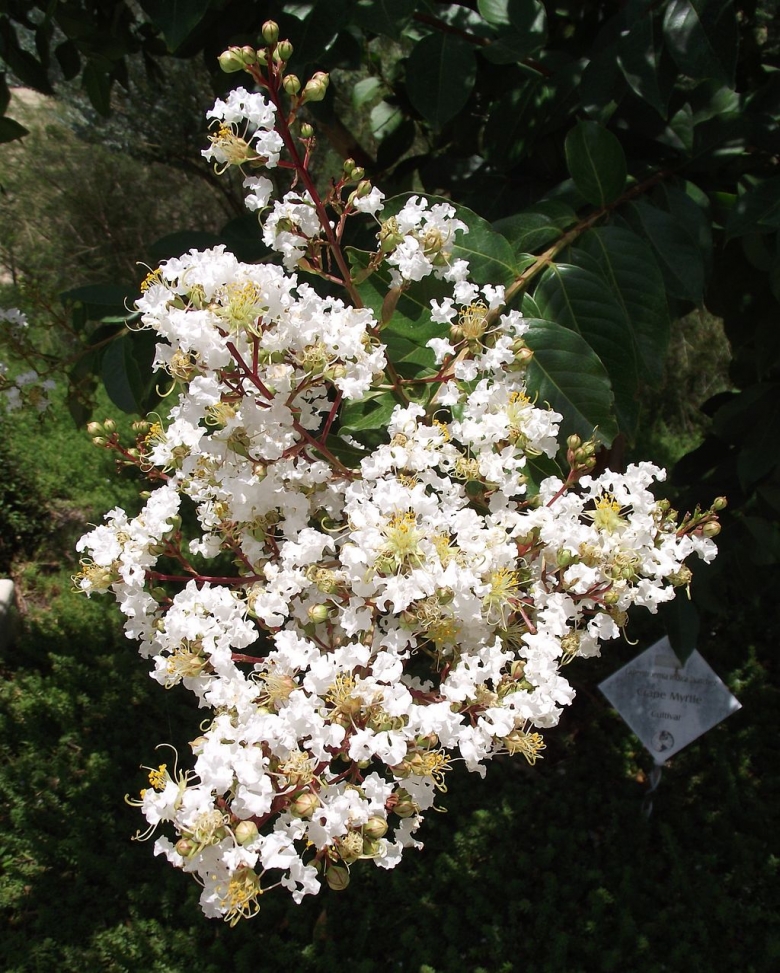 Arbornet Quality Advanced Trees