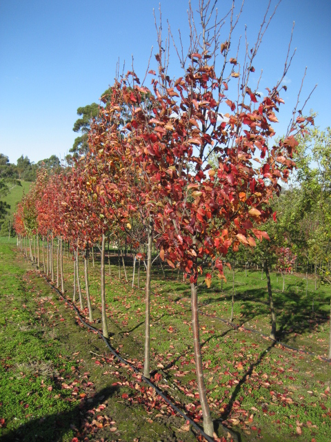 Arbornet Quality Advanced Trees