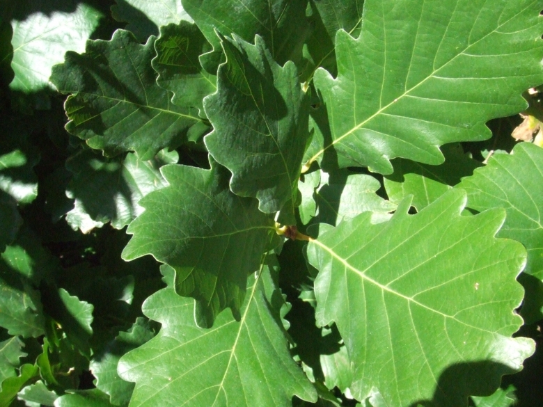 Arbornet Quality Advanced Trees